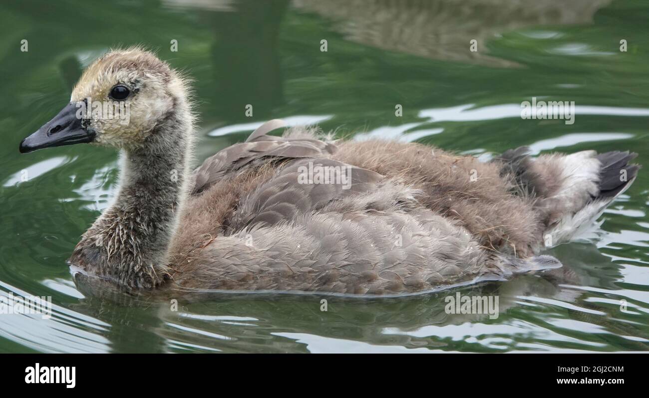 Canada goose juvenile bird hi-res stock photography and images - Alamy