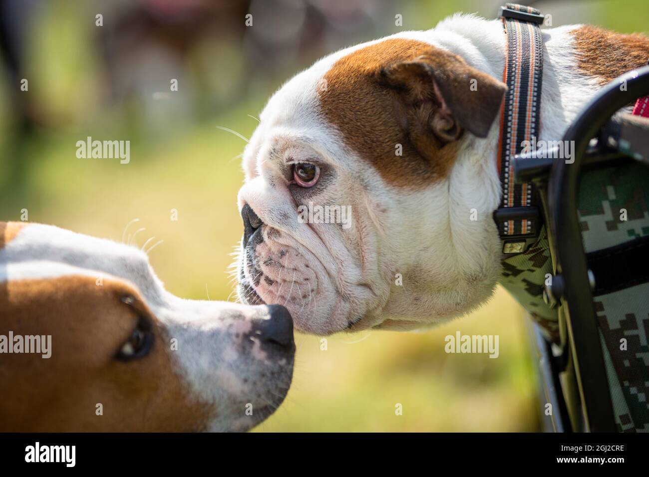 Bulldog breed dog outdoors with another dog being friendly Stock Photo ...