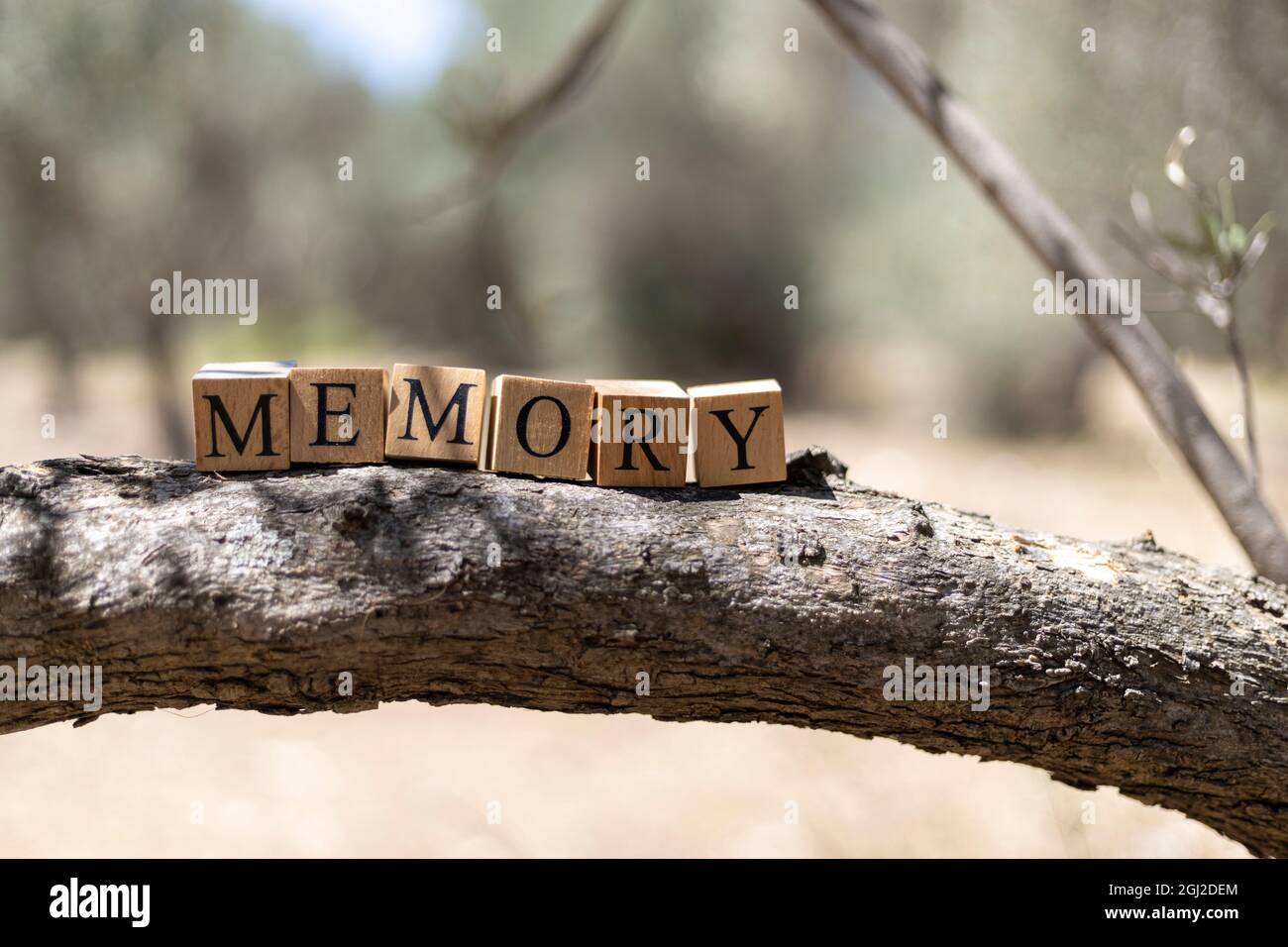 Dementia brain tree hi-res stock photography and images - Alamy