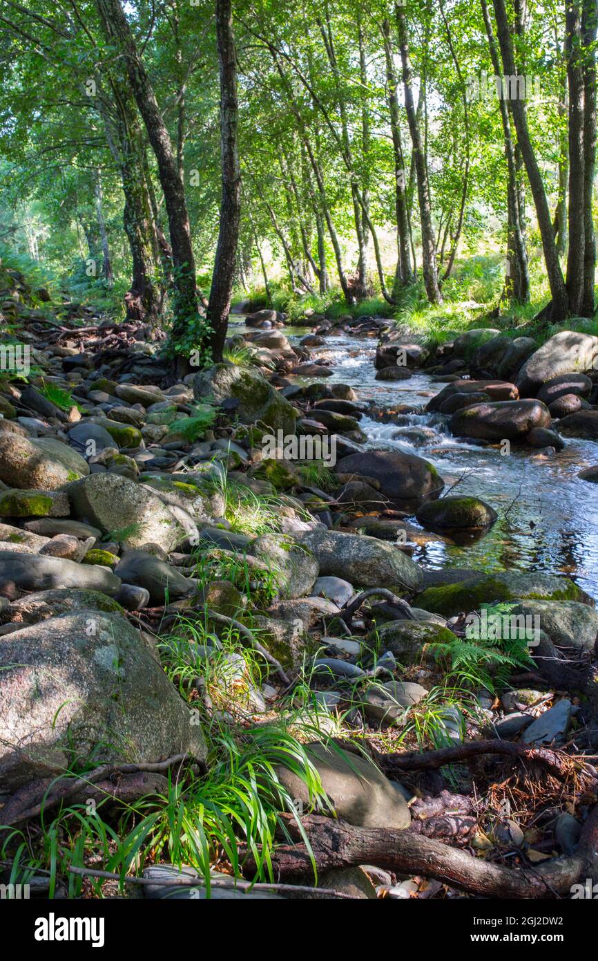 Alder tree forest at Ribera de Acebo river. Exceptional nature spot in ...