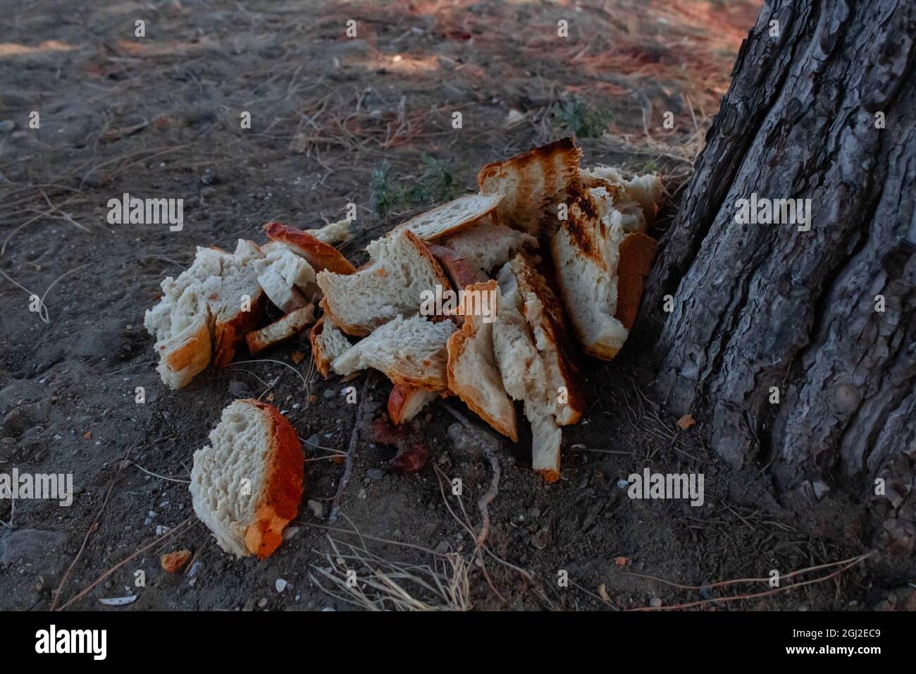 Wasted food thrown at ground. Waste bread. Sadly wasted food. Bread is ...