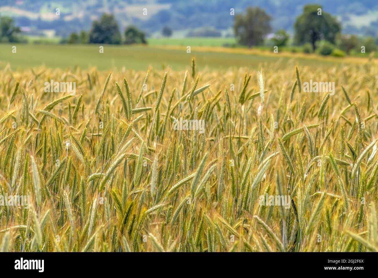 agricultural scenery around a grainfield closeup in Southern Germany at ...