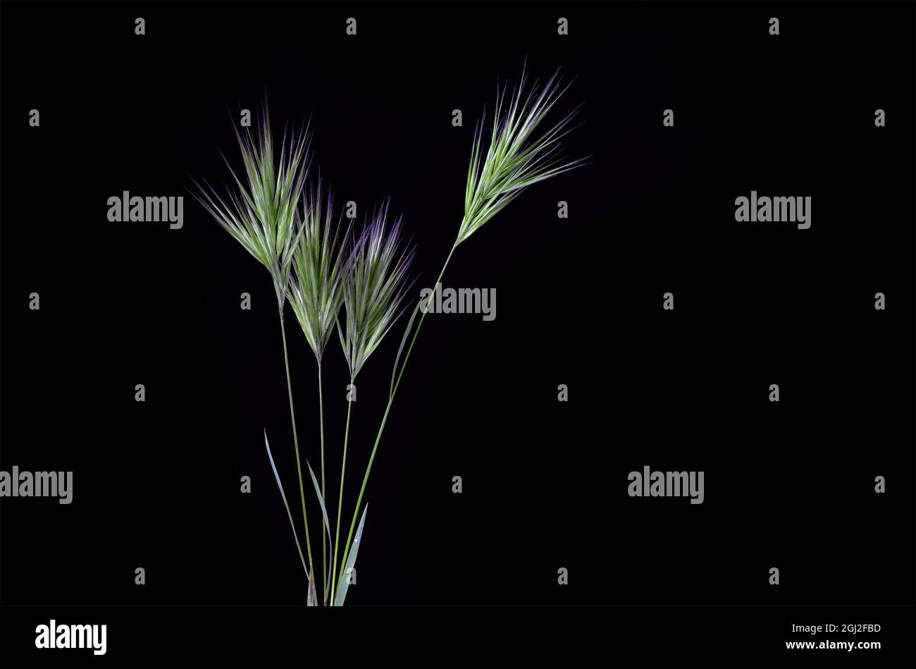 Brome grass hi-res stock photography and images - Alamy