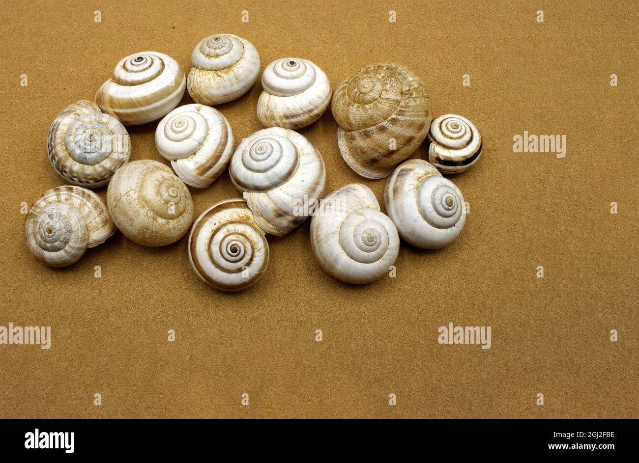 Showing many dried snails, brown background Stock Photo - Alamy