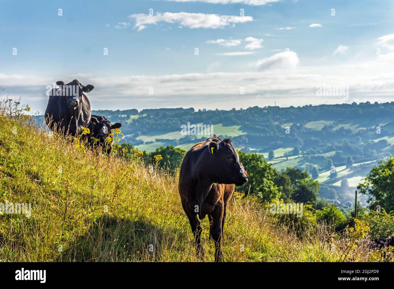 Beef cattle on a hillside in rural England, UK Stock Photo - Alamy