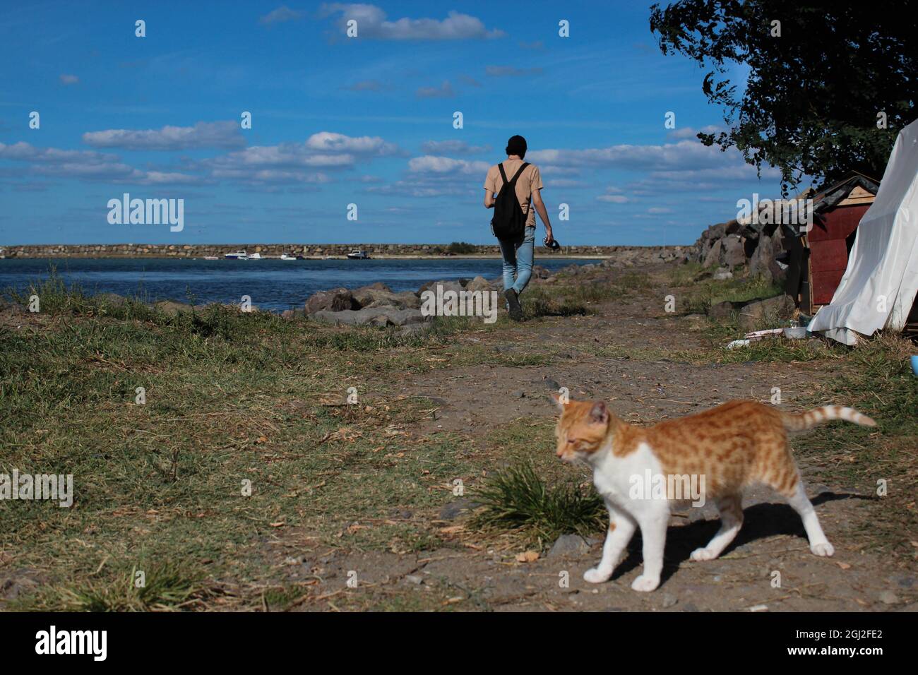 Man abandoning his cat to the cat tents. Sad cat leaving his owner ...