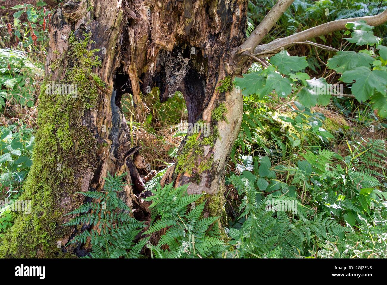 Close up on a heart shaped hole in a dead and decaying tree trunk Stock ...