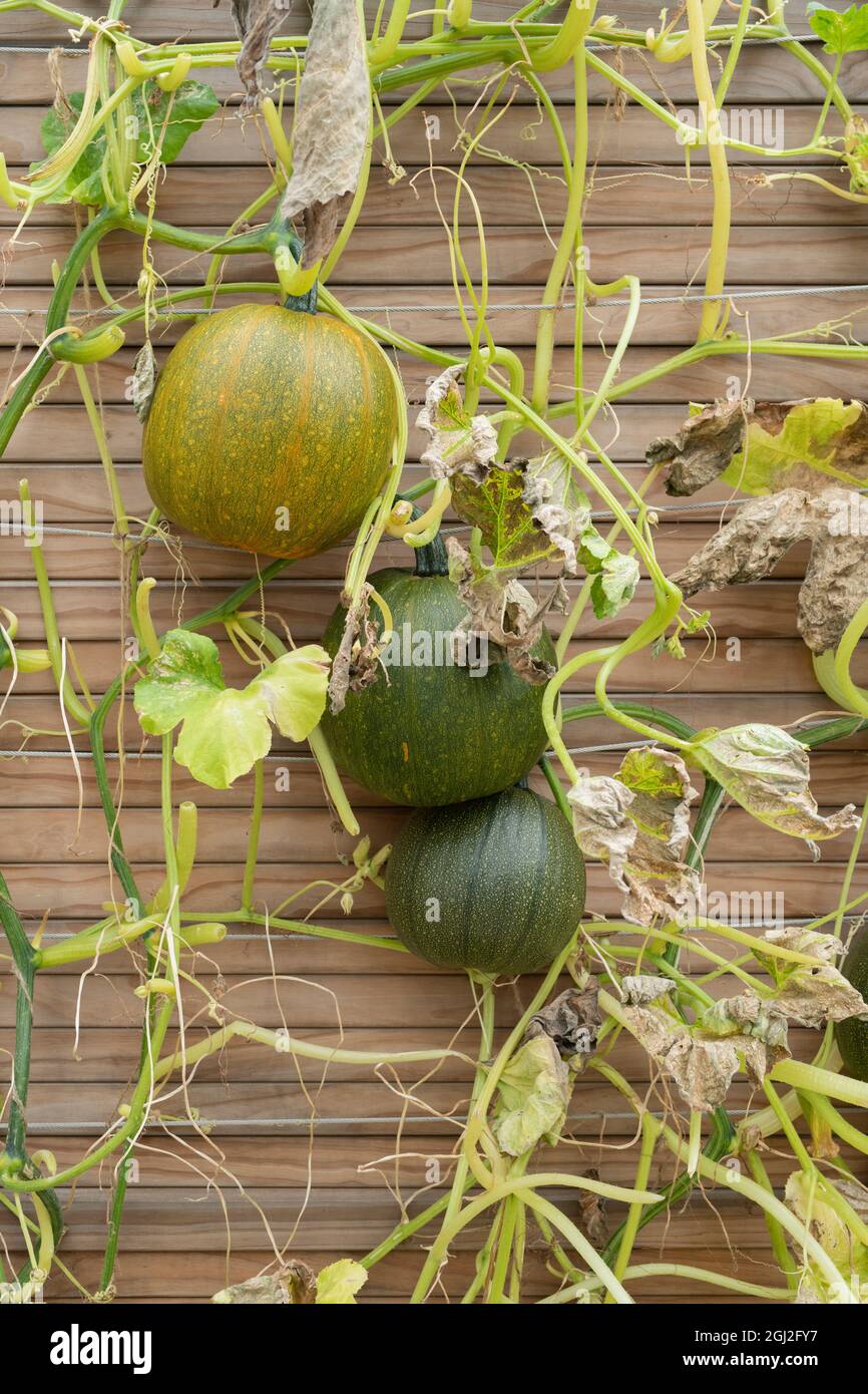 Cucurbita maxima. Squash 'Jack O Lantern' growing on wire supports ...