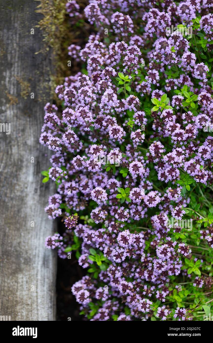 Citriodorus lemon thyme thymus hi-res stock photography and images - Alamy