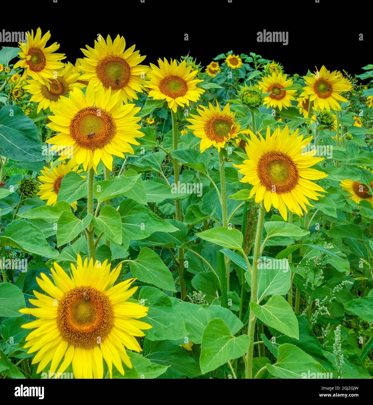 Some flourish Sunflowers in black back Stock Photo - Alamy