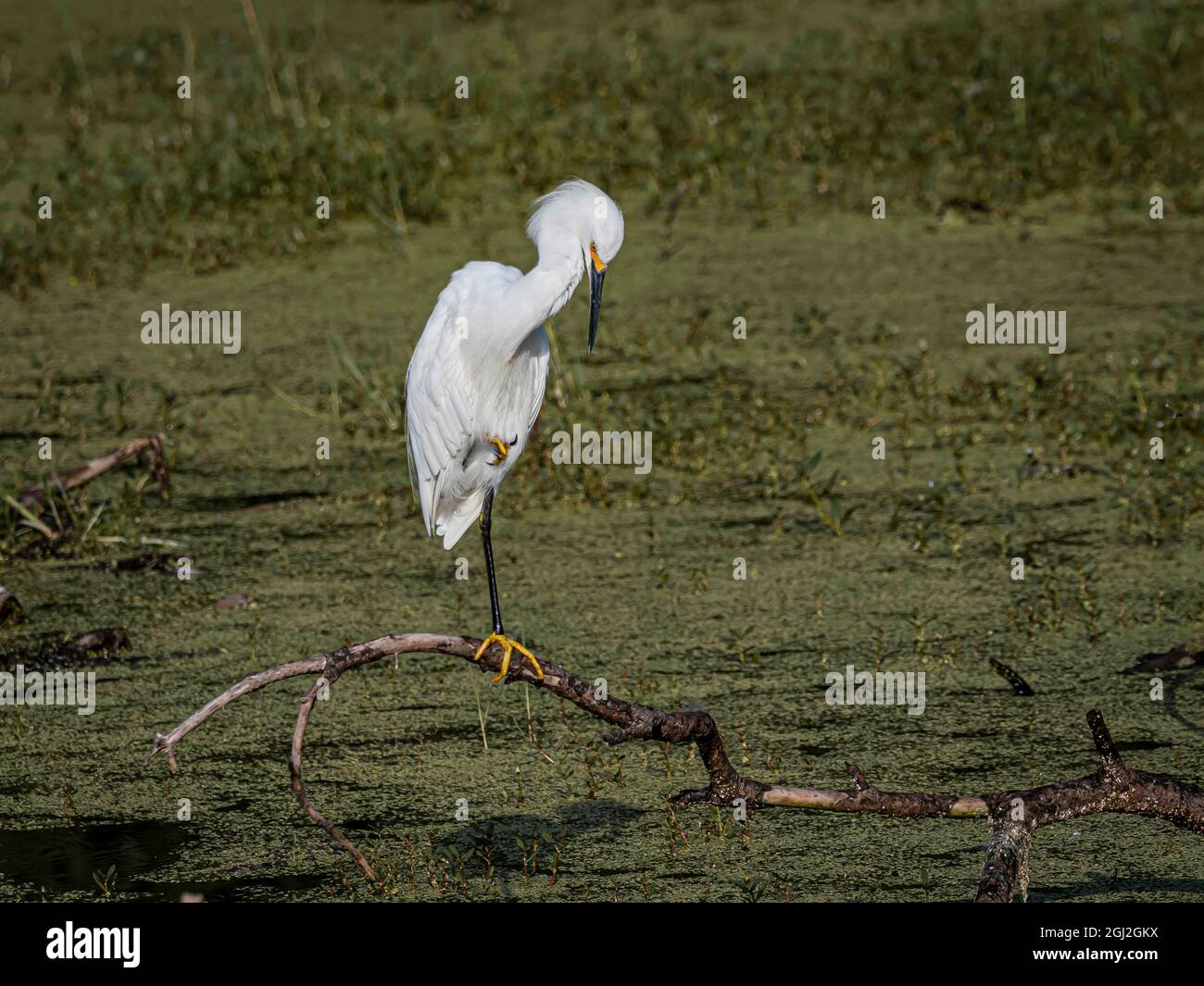 Portrait of a Snowy Egret posing on one leg in a Florida wetland swamp ...