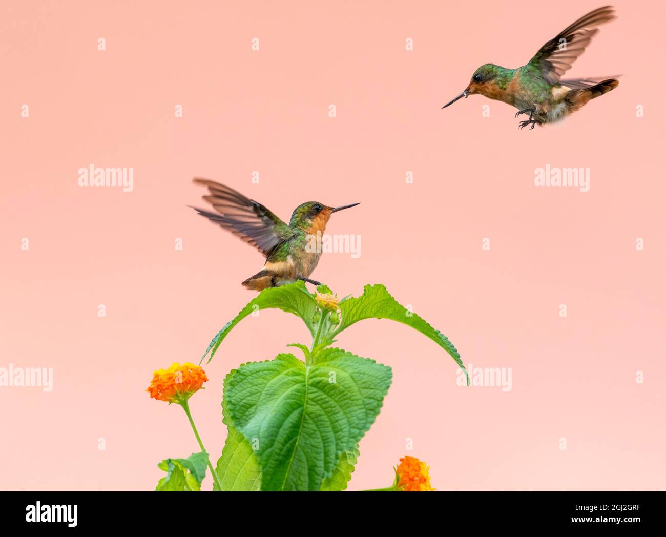 Two female Tufted Coquette hummingbirds (Lophornis ornatus) sparring on ...