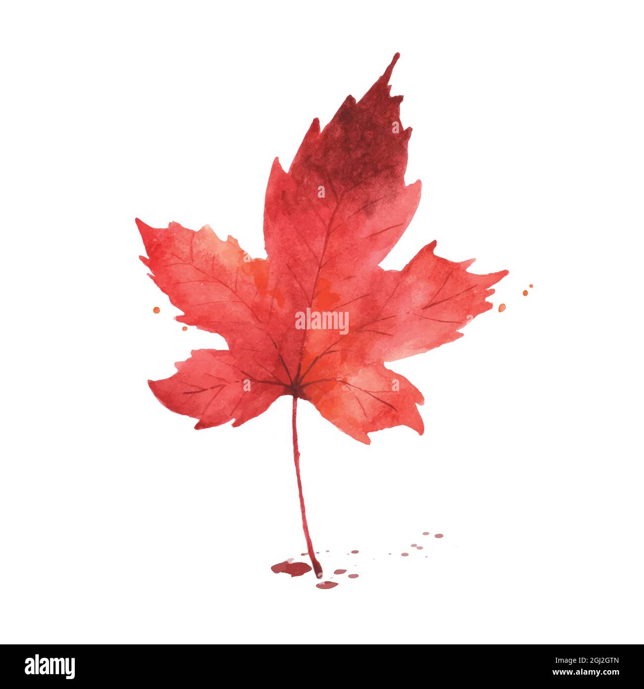 Watercolor maple leaf hi-res stock photography and images - Alamy