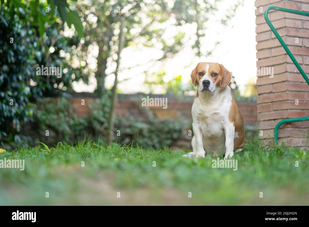 Fat beagle hi-res stock photography and images - Alamy
