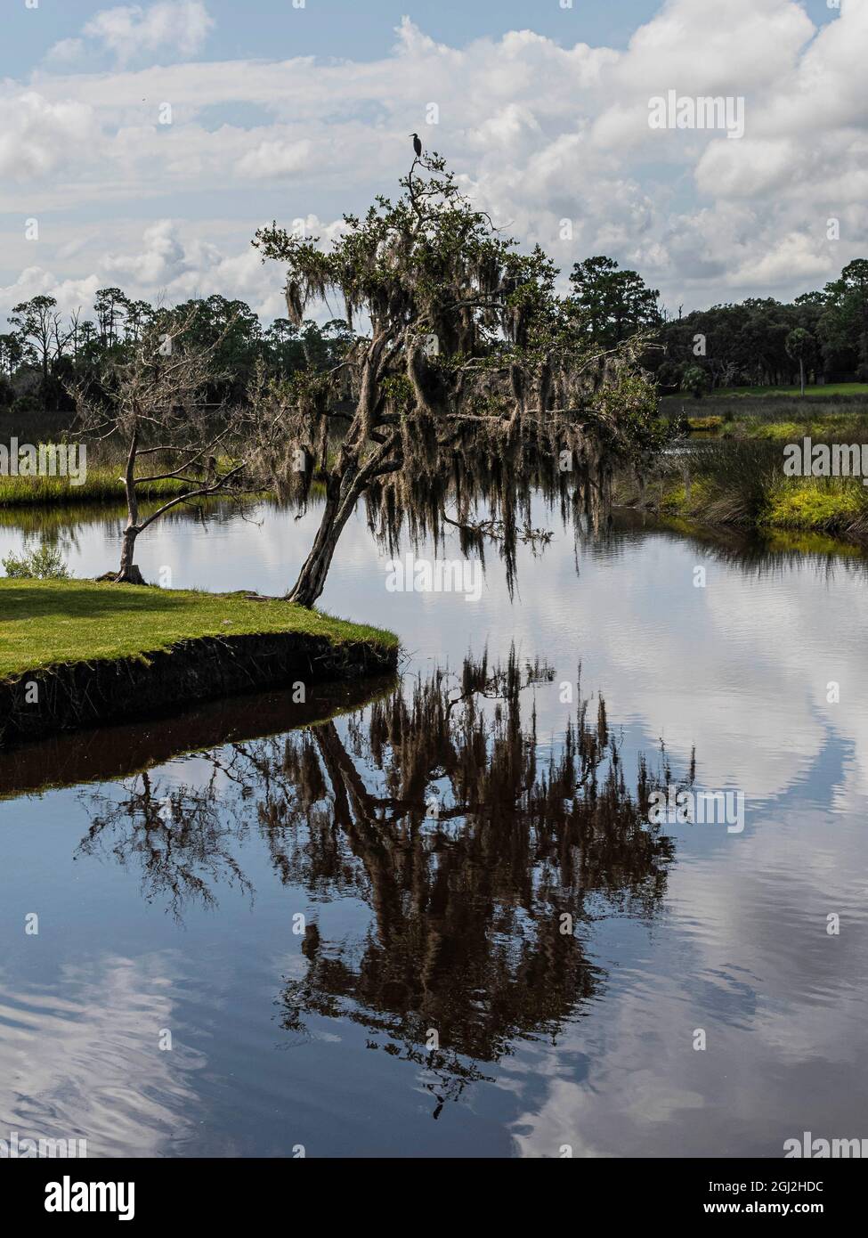 Mirrored reflection of a Florida live oak tree decorated by nature with ...