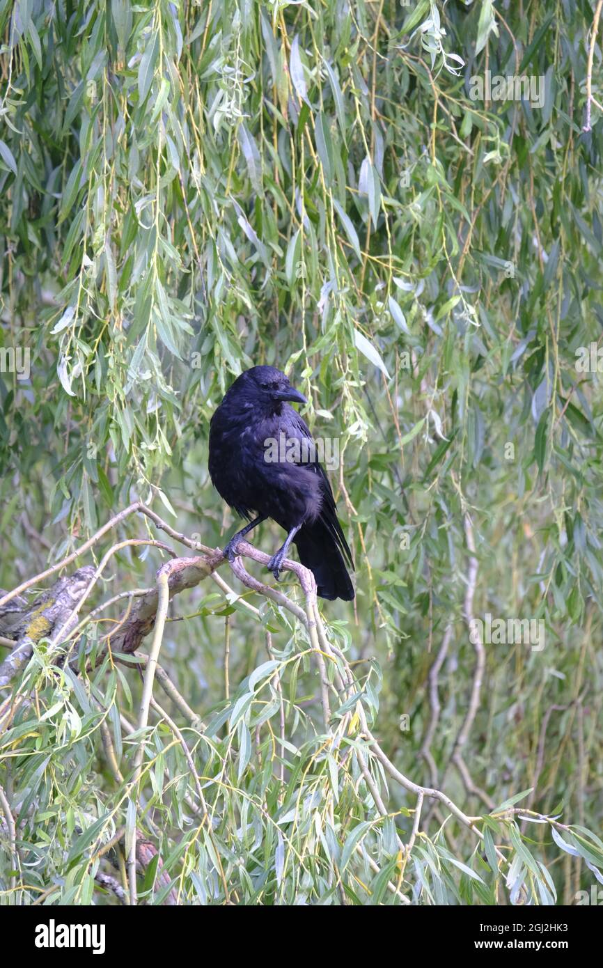 Black willow tree hi-res stock photography and images - Alamy