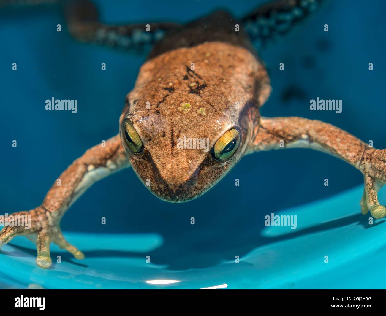 Colombia spotted frog hi-res stock photography and images - Alamy