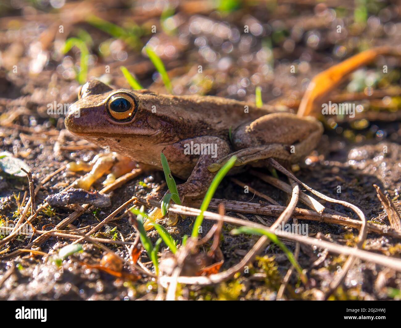 Brown spotted tree frog hi-res stock photography and images - Alamy