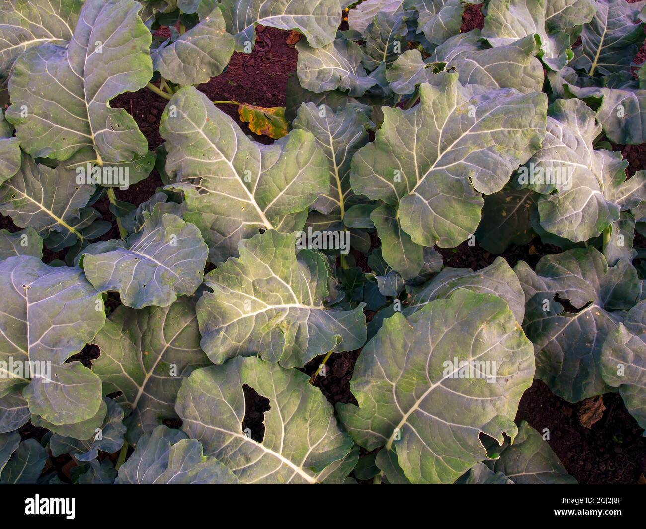 Close-up photography of the cabbage leaves in a vegetable plot near the ...