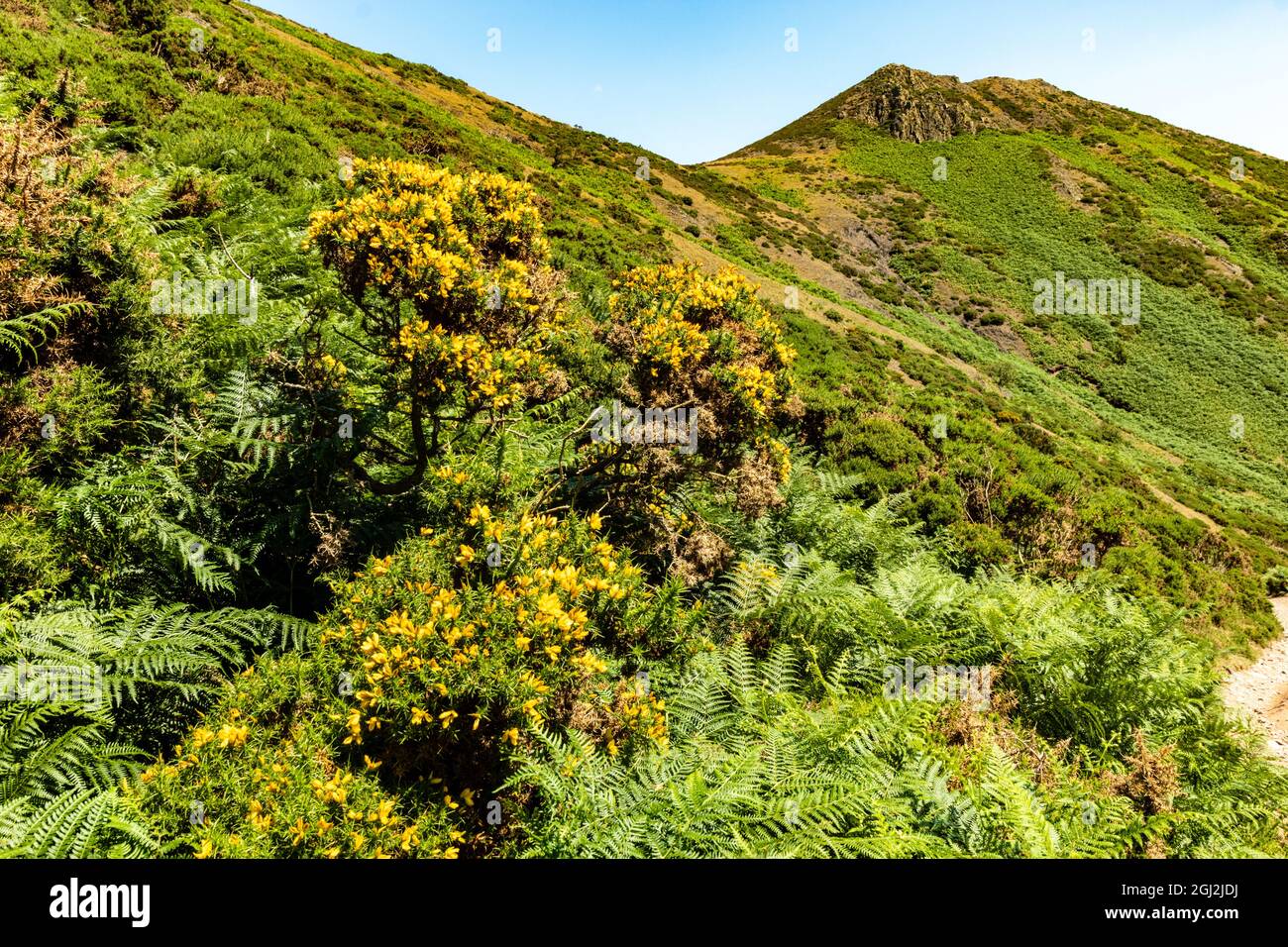 Hiking in Shropshire Hills in England , sunny weather and hot Stock ...