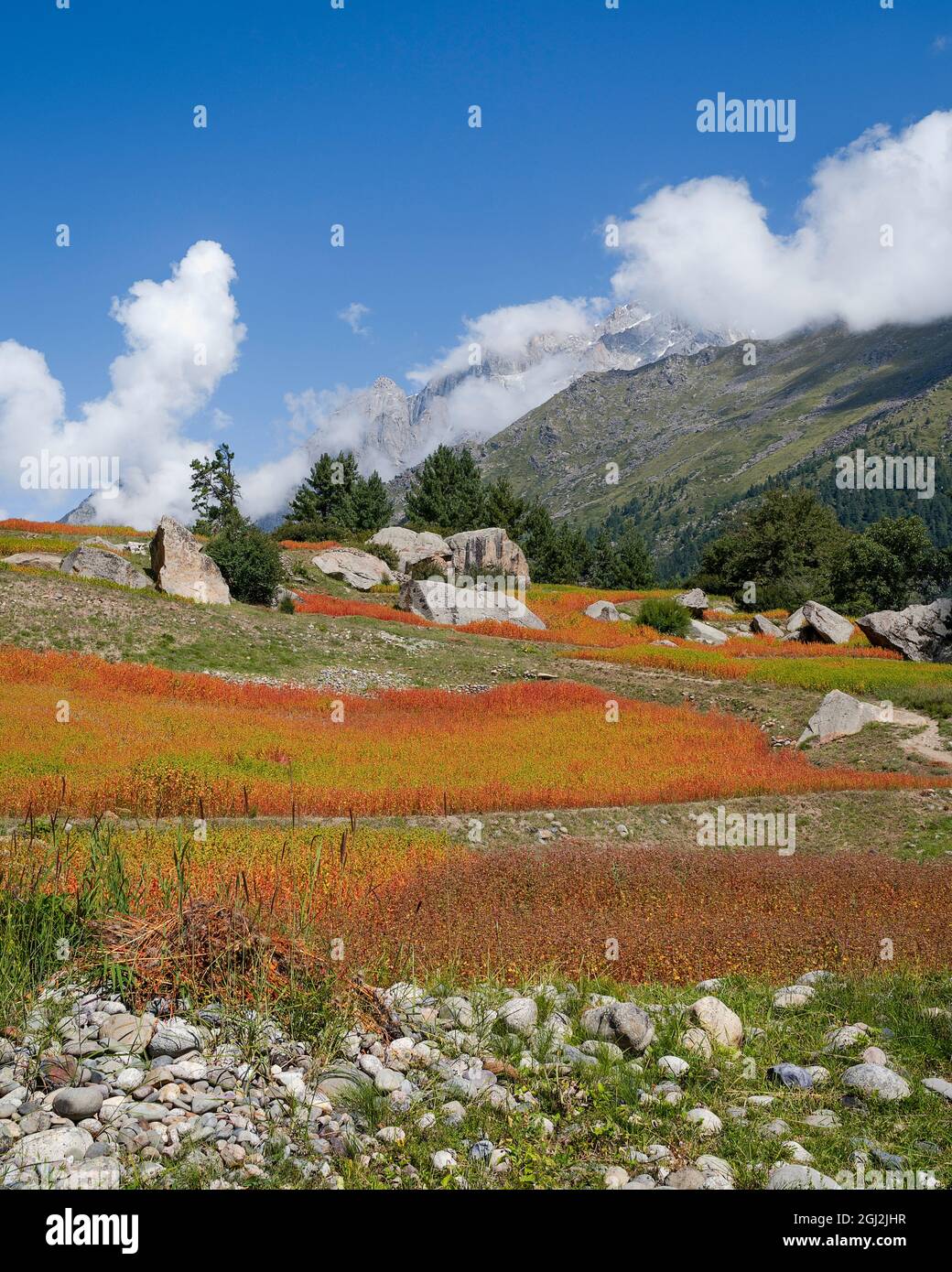 Red Ogla used for making bread, cultivated along the slopes of Himalaya ...