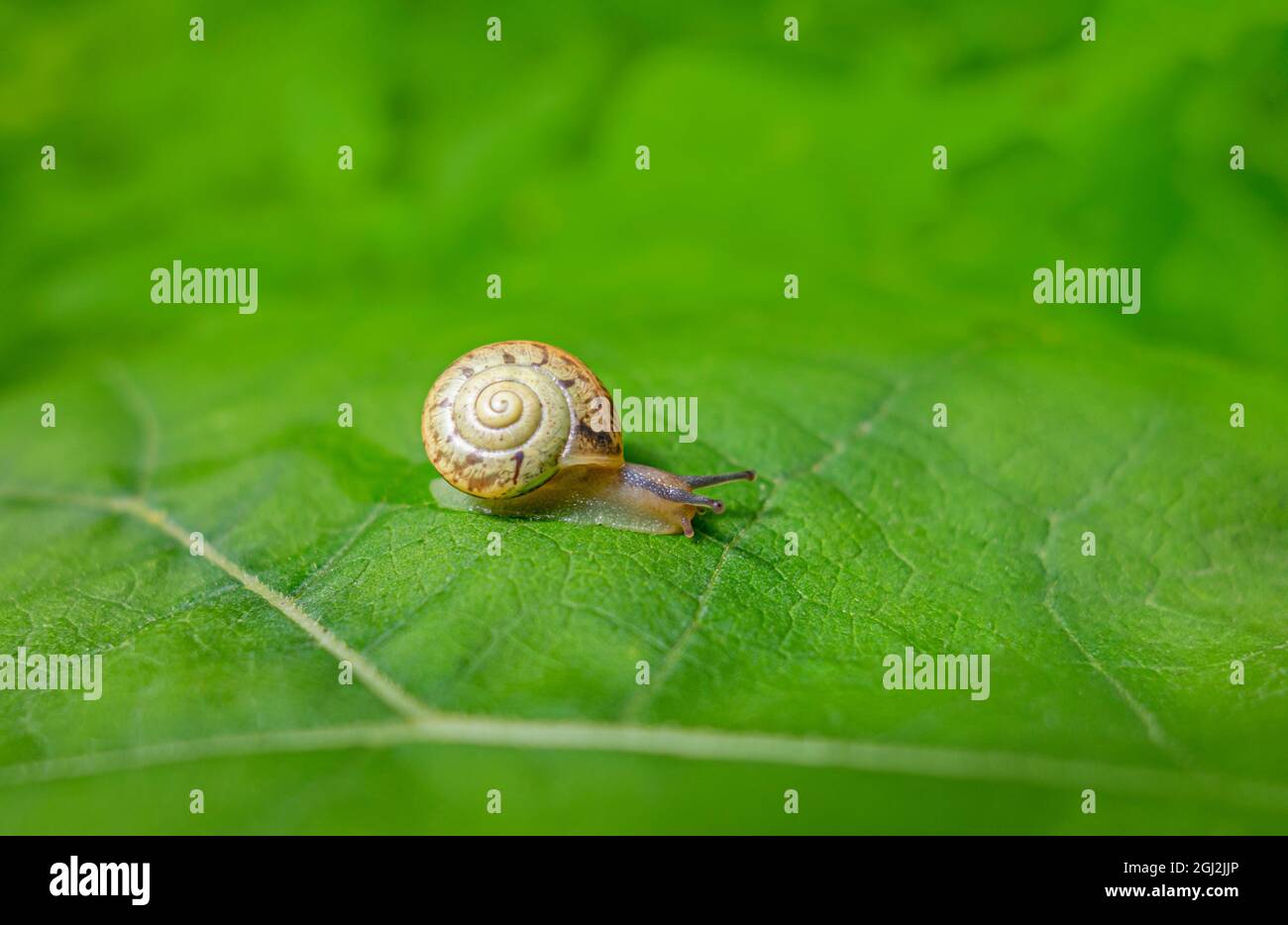 Macularia sylvatica hi-res stock photography and images - Alamy