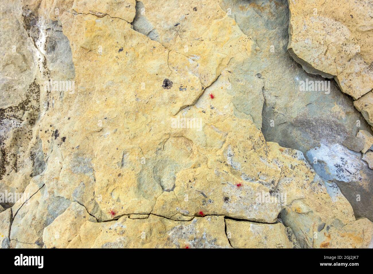 Velvet mites hi-res stock photography and images - Alamy