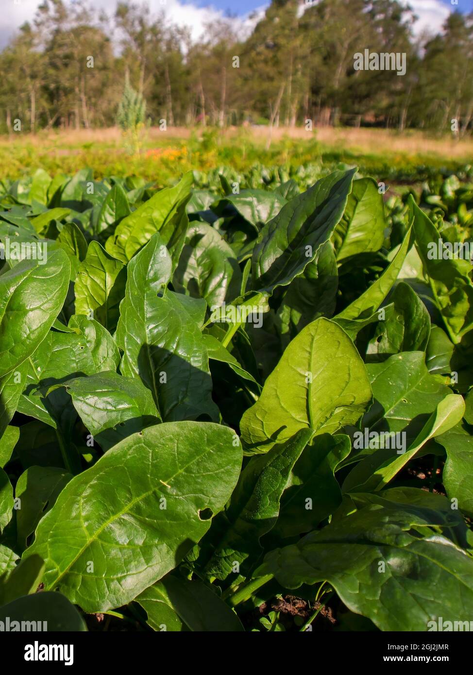 Spinach plot hi-res stock photography and images - Alamy