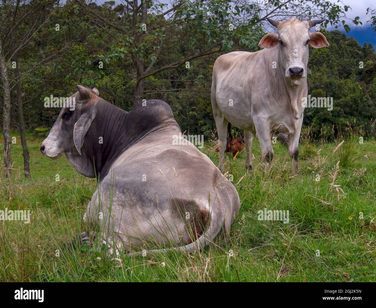 A zebu bull and a cow on a field in a farm near the town of Arcabuco ...
