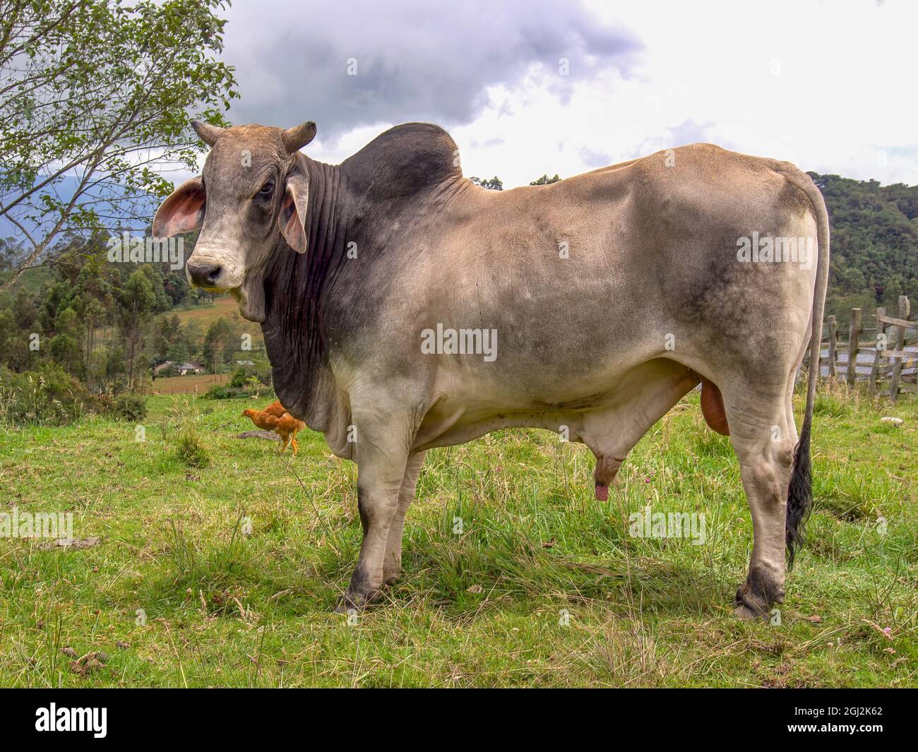 Zebu ranch hi-res stock photography and images - Alamy