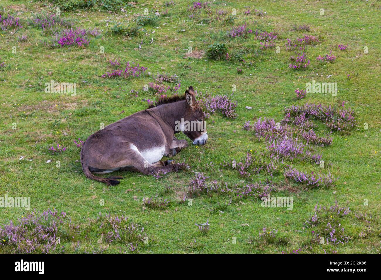 Donkey lying down hi-res stock photography and images - Alamy