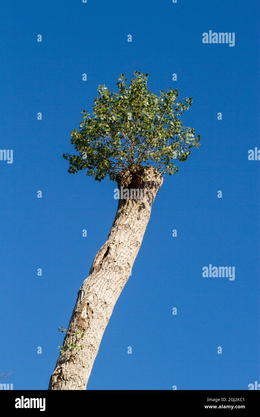 Tree against clear blue hi-res stock photography and images - Alamy