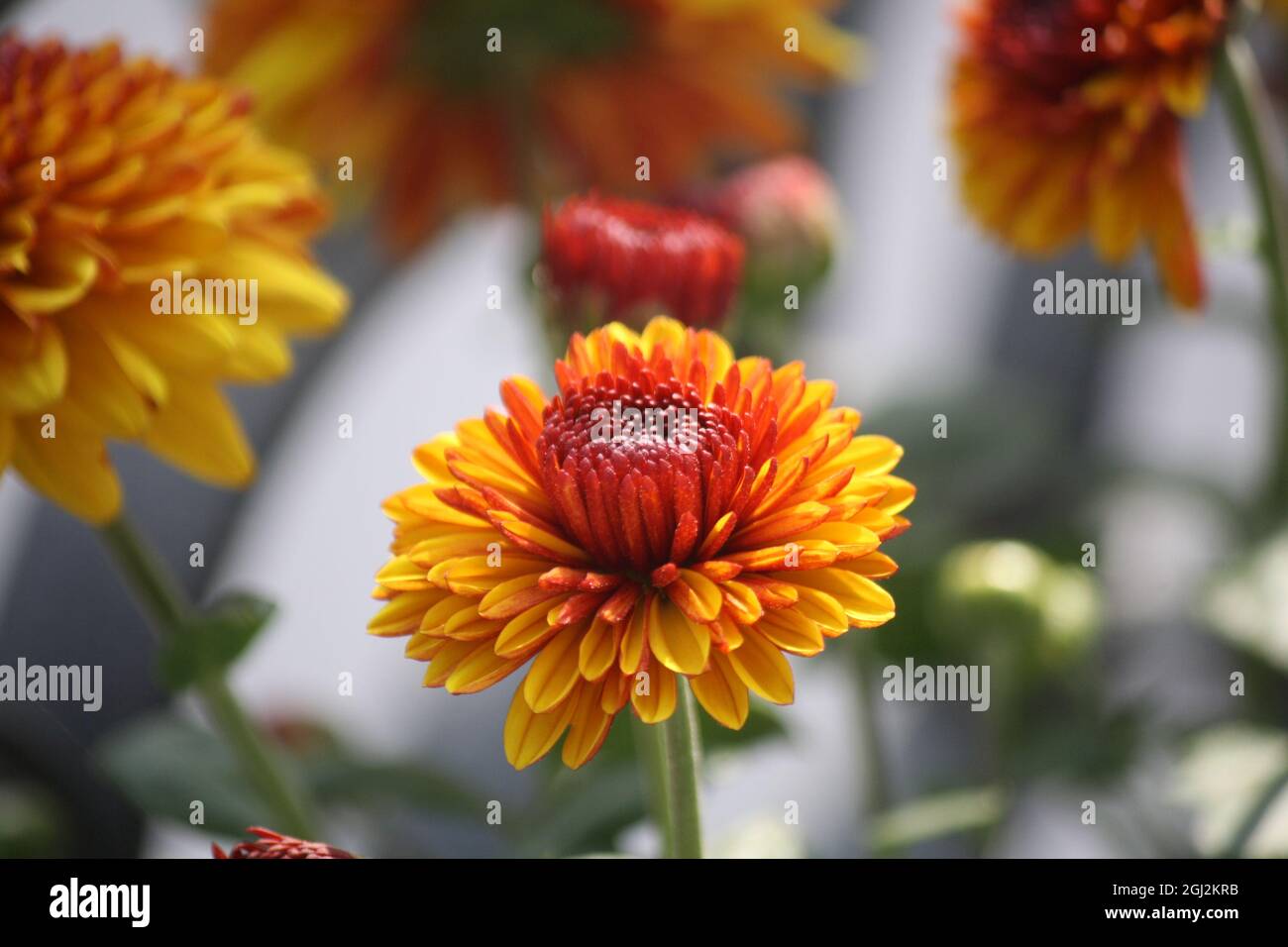 Chrysanthemum Tiger Tail yellow in a garden - (pix SShukla Stock Photo ...