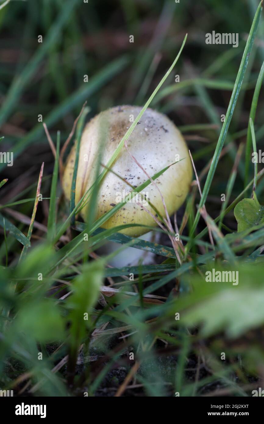 Small death cap (Amanita phalloides) growing in nature Stock Photo - Alamy