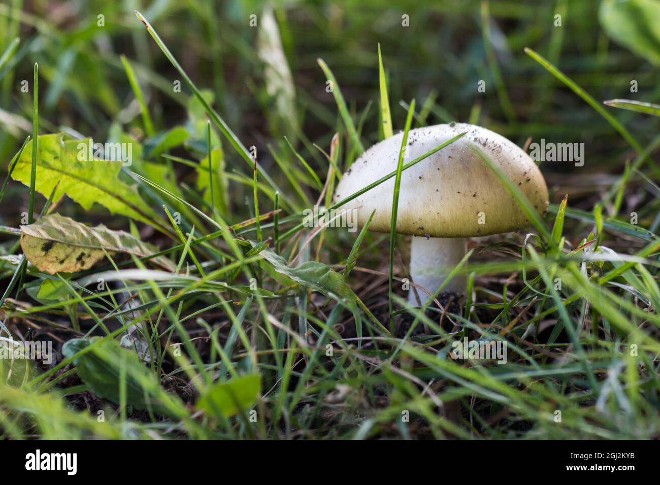 Death cap (Amanita phalloides Stock Photo - Alamy