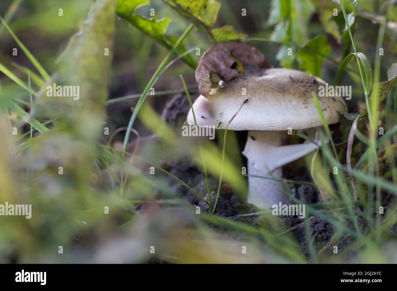 Death cap (Amanita phalloides Stock Photo - Alamy