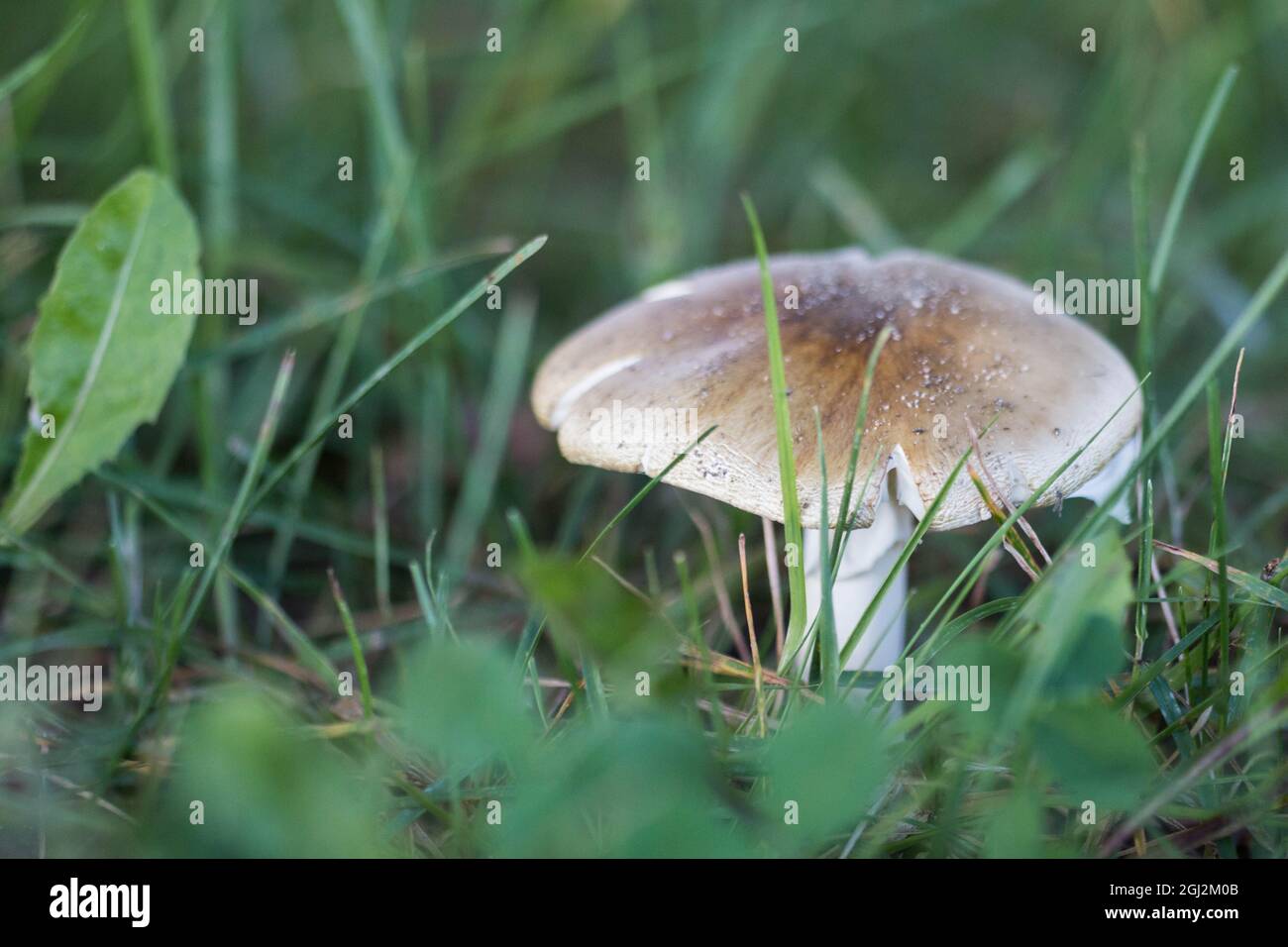 Death cap (Amanita phalloides) growing in the grass Stock Photo - Alamy