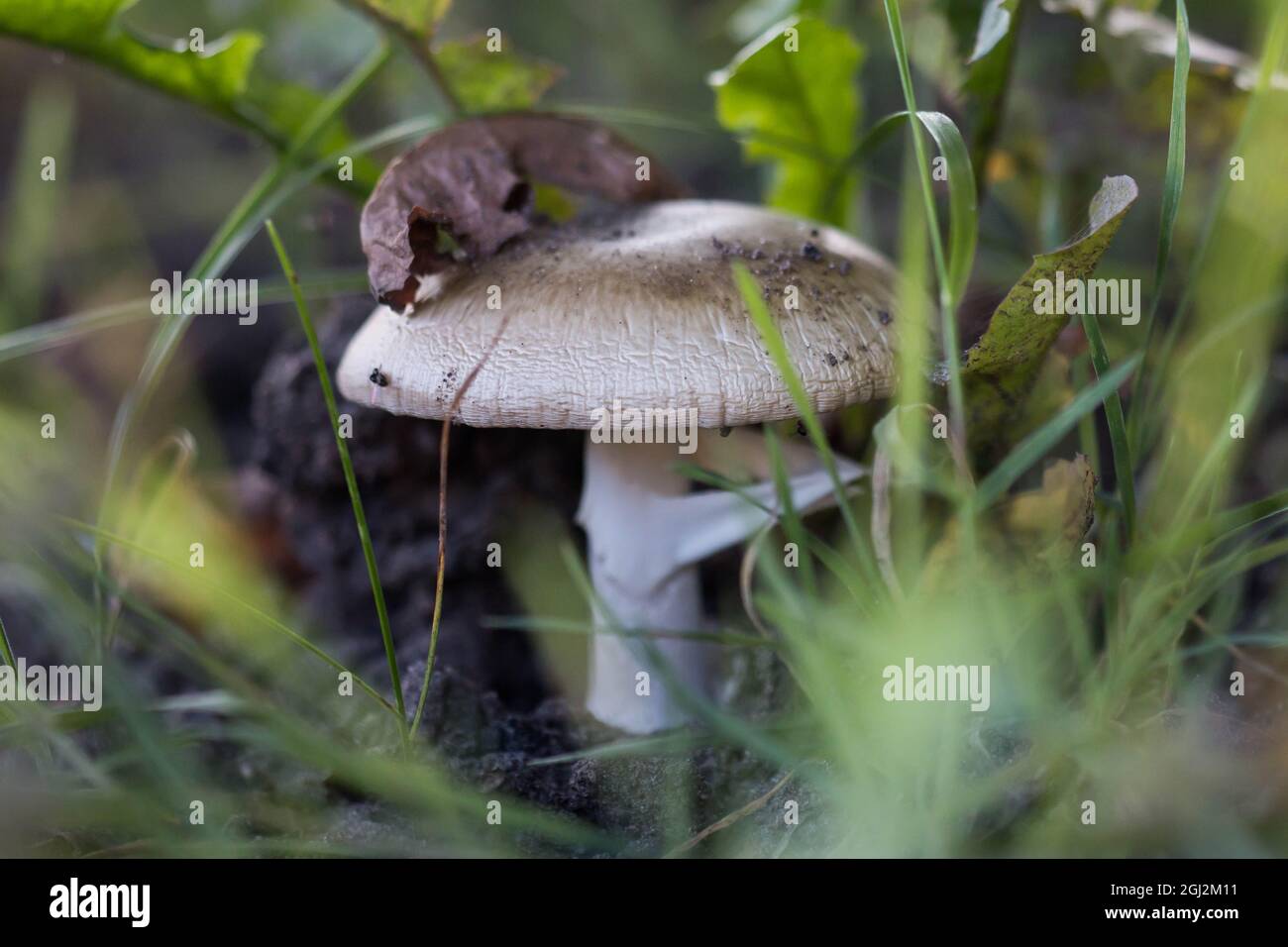 Death cap (Amanita phalloides Stock Photo - Alamy