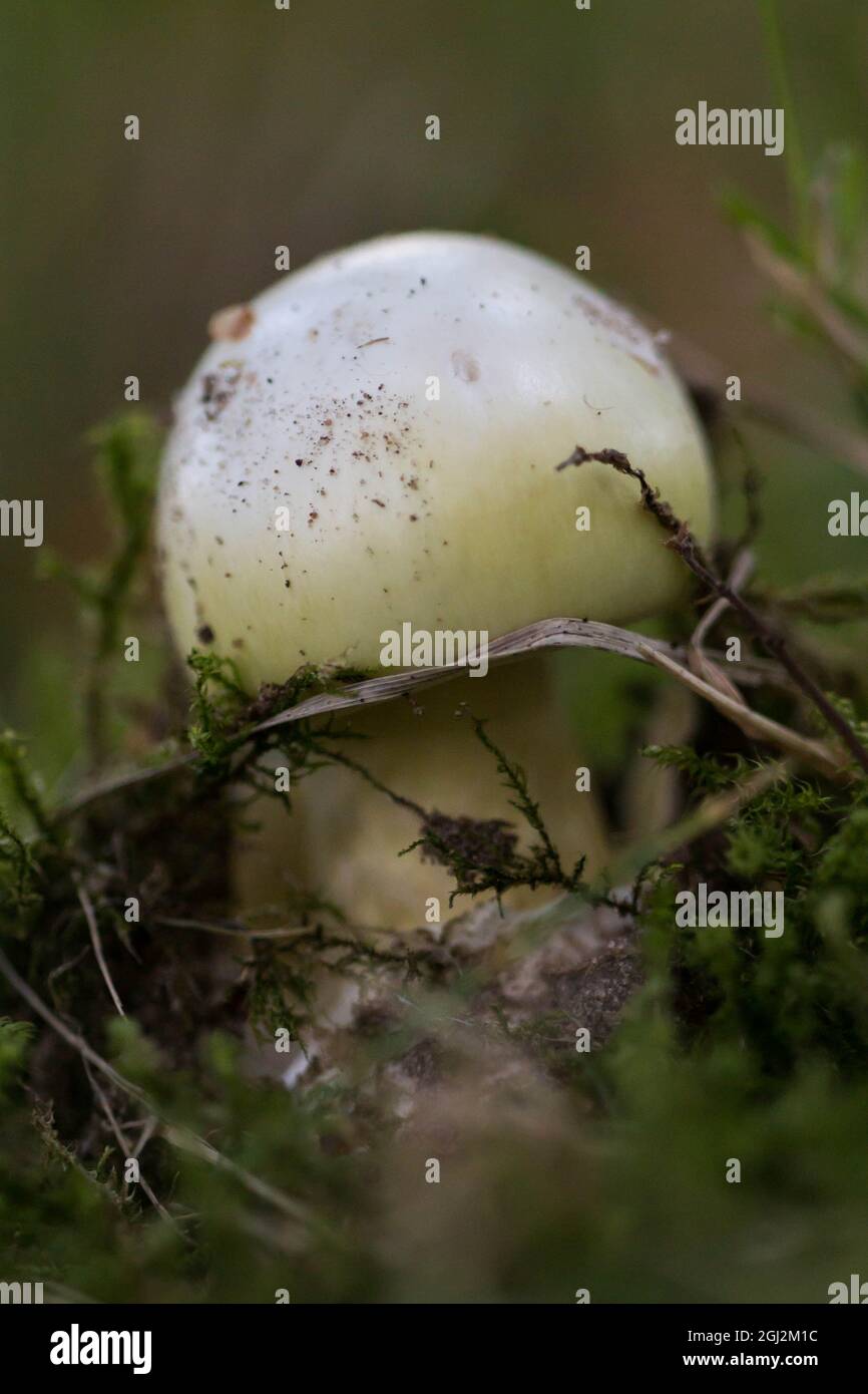 Small death cap (Amanita phalloides) growing in nature Stock Photo - Alamy
