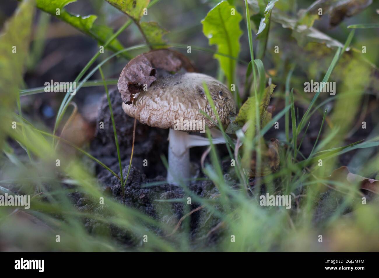 Aging death cap (Amanita phalloides Stock Photo - Alamy