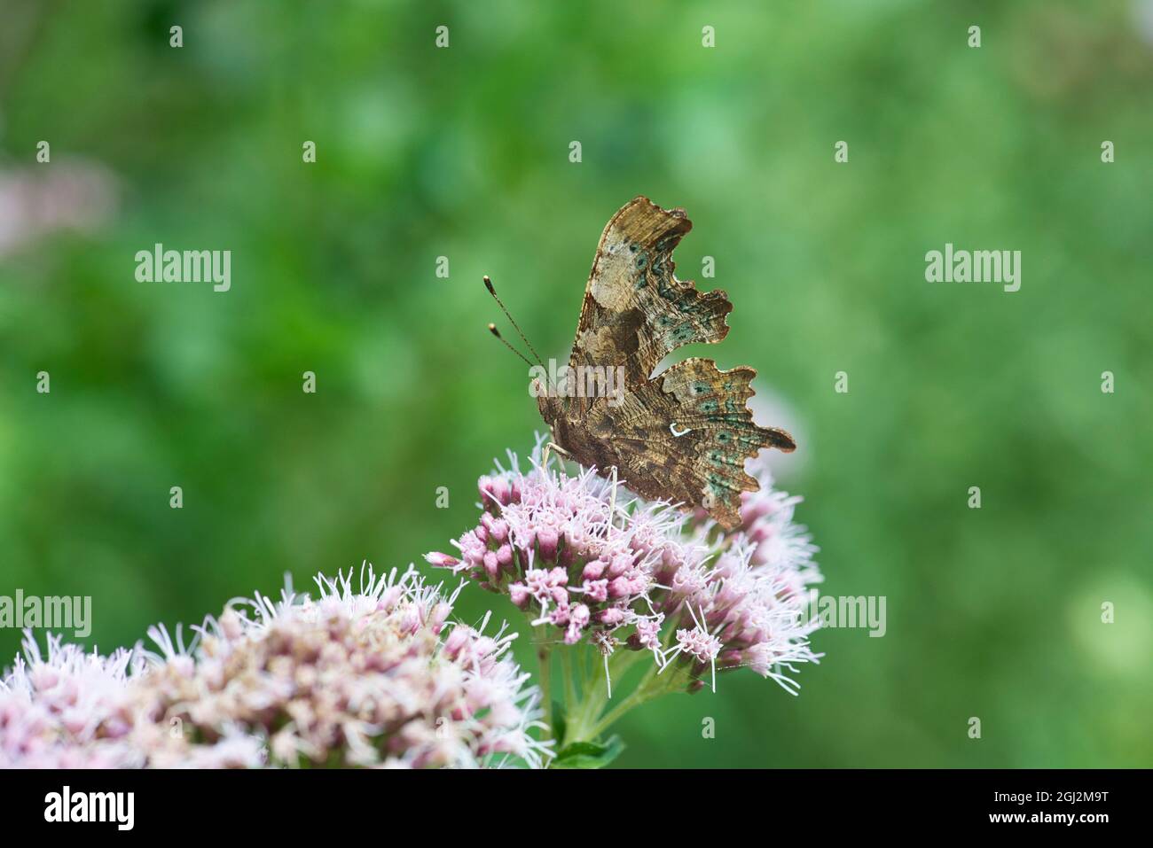 Underside of a comma butterfly (Polygonia c-album), showing the comma ...