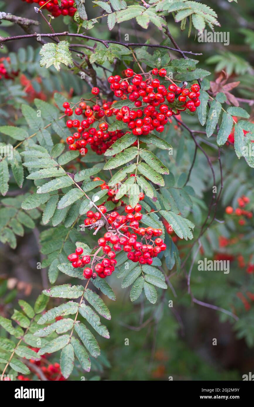 Mountain ash sorbus aucuparia hi-res stock photography and images - Alamy