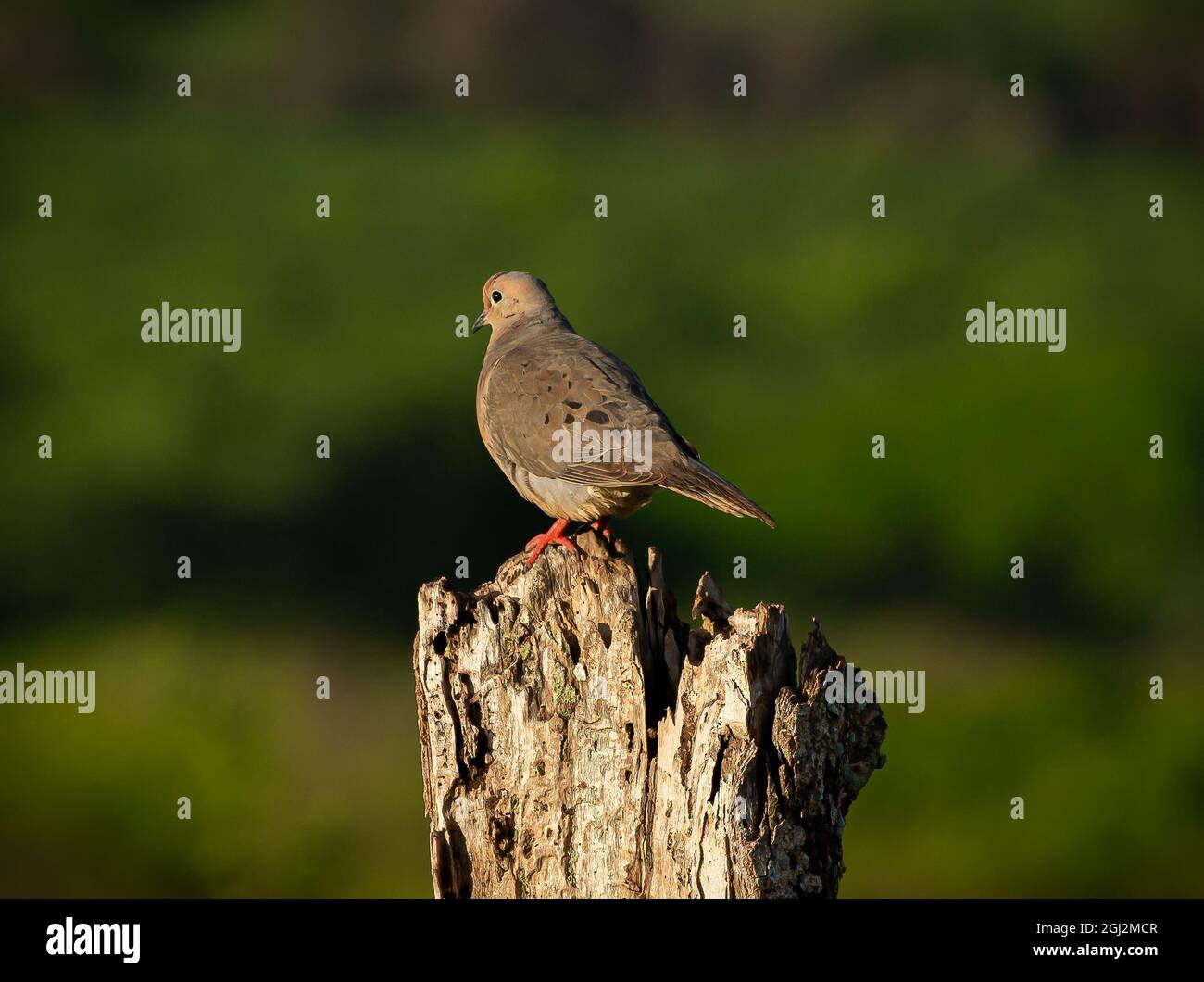 Mourning animal hi-res stock photography and images - Alamy