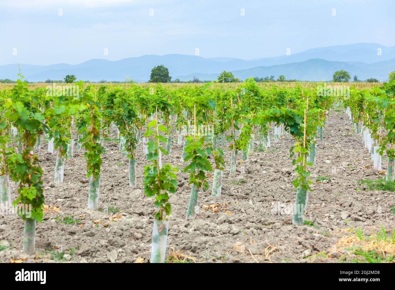 Beautiful vineyard in wine region of Georgia, Kakheti. Agricuture Stock ...