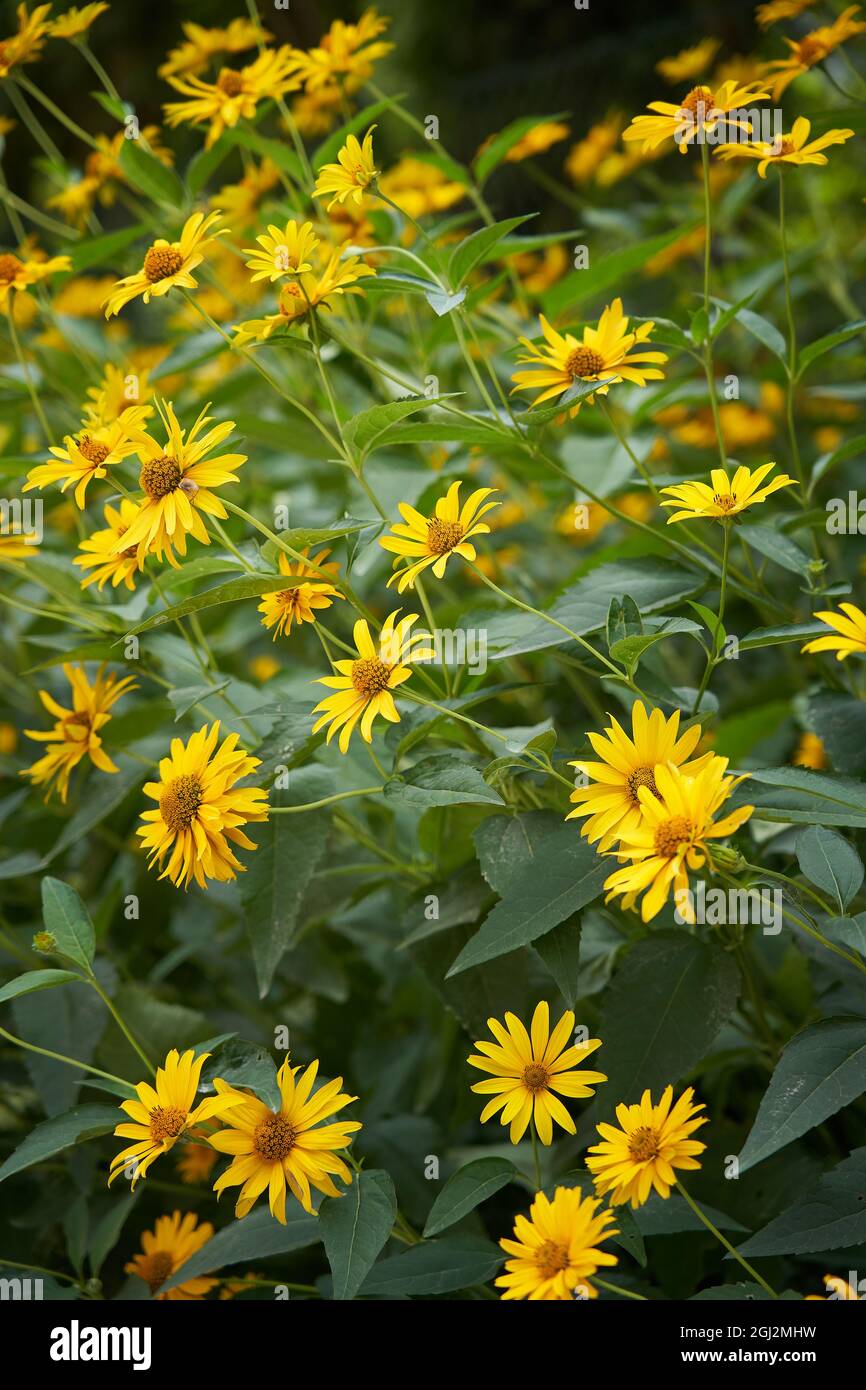 Selective of Sunflower Heliopsis (Heliopsis helianthoides) in the ...