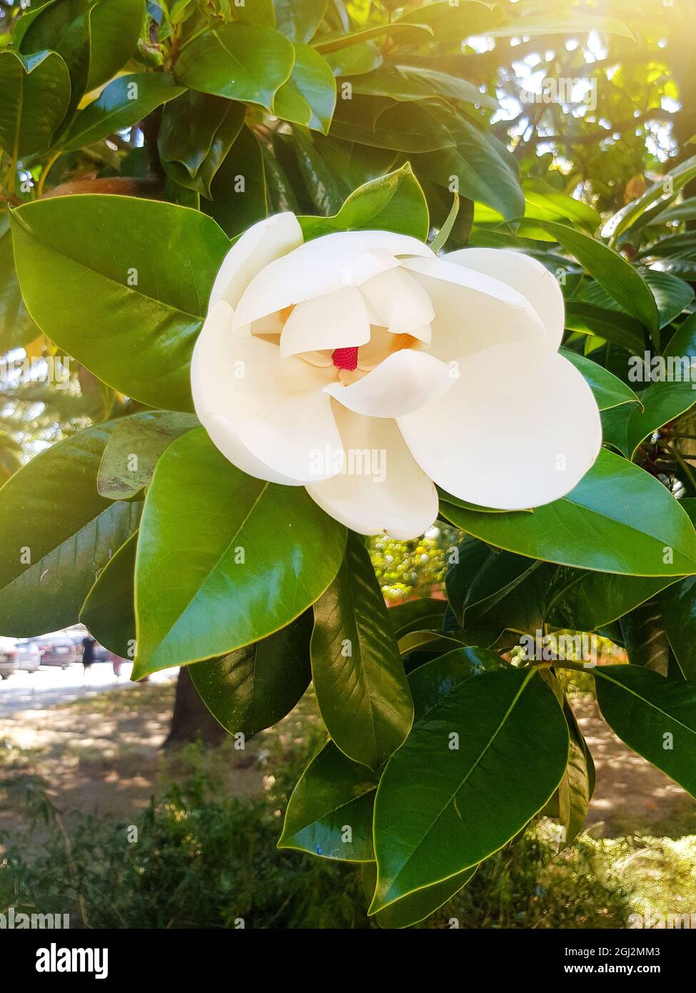 blooming flower white magnolia close-up Stock Photo - Alamy