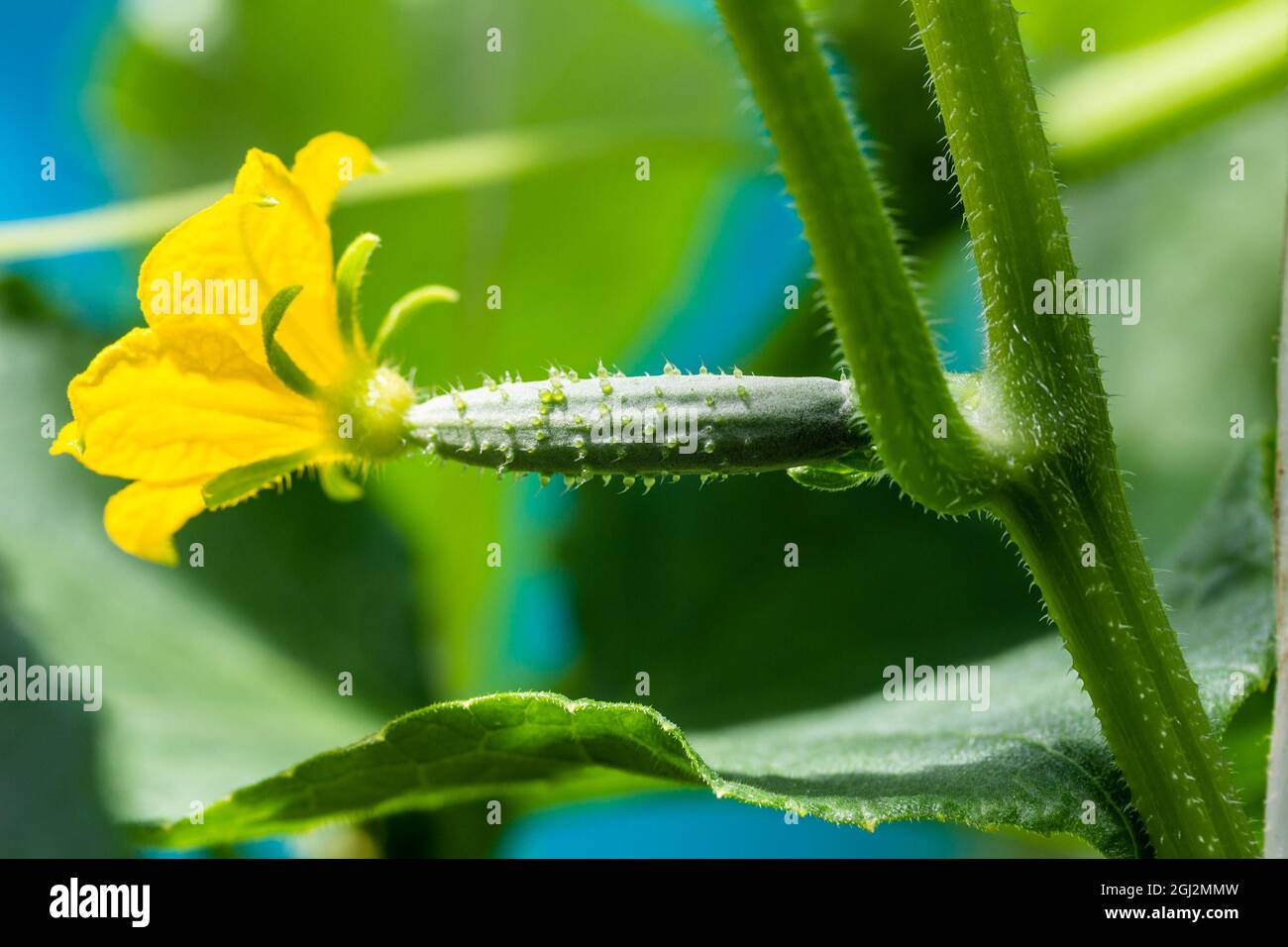 Growth flowering greenhouse cucumbers growing hi-res stock photography ...