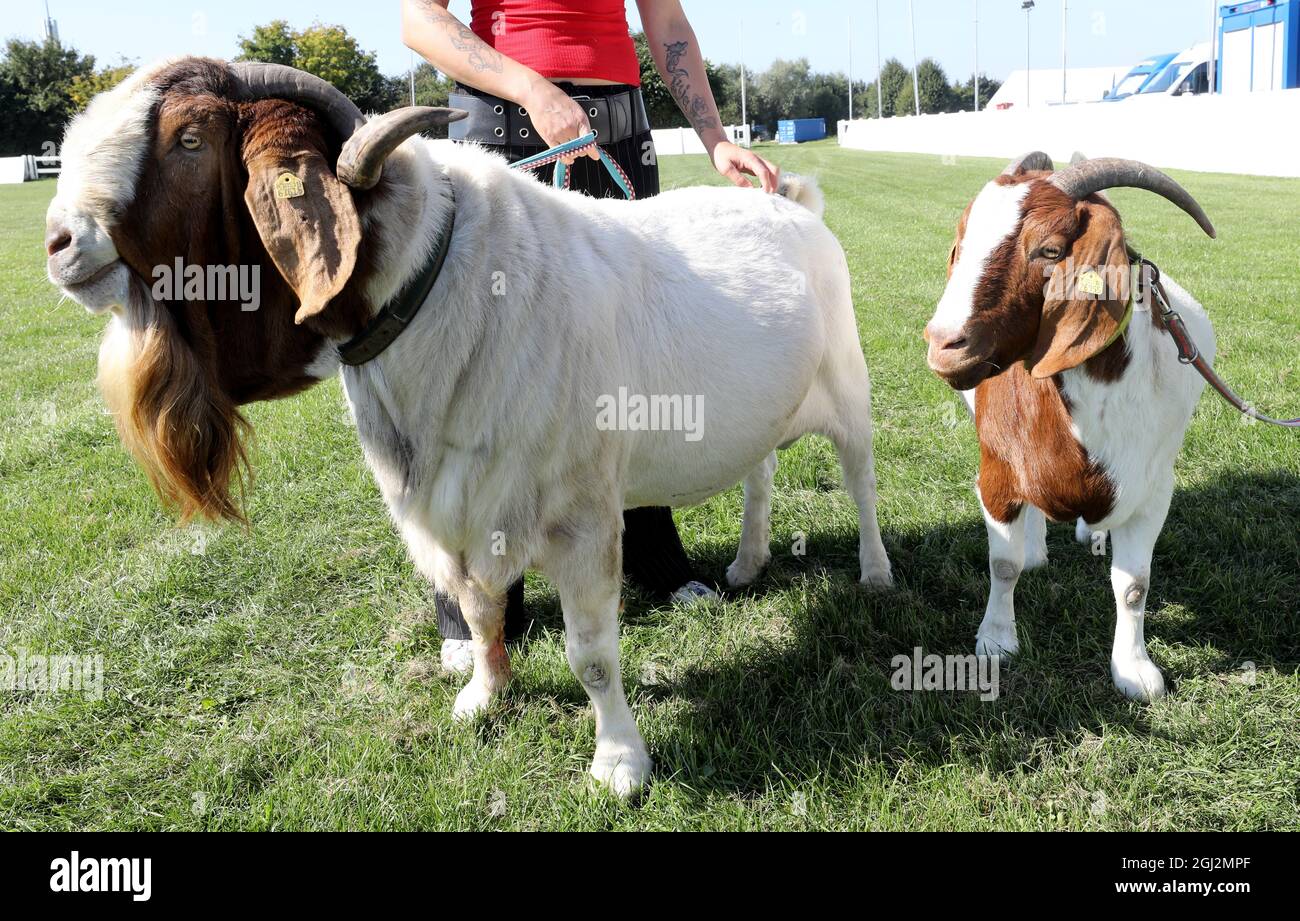 Biggest Boer Goat In The World