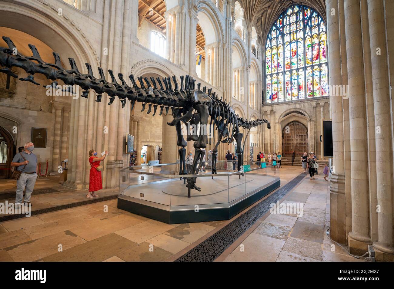A view of the famous Dippy dinosaur on tour in Norwich Cathedral ...
