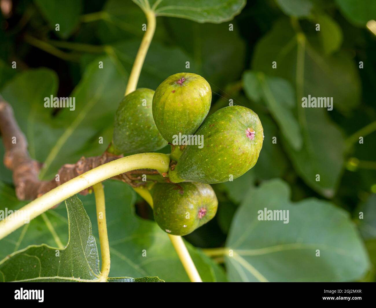 Green leaves fig leaves hi-res stock photography and images - Alamy